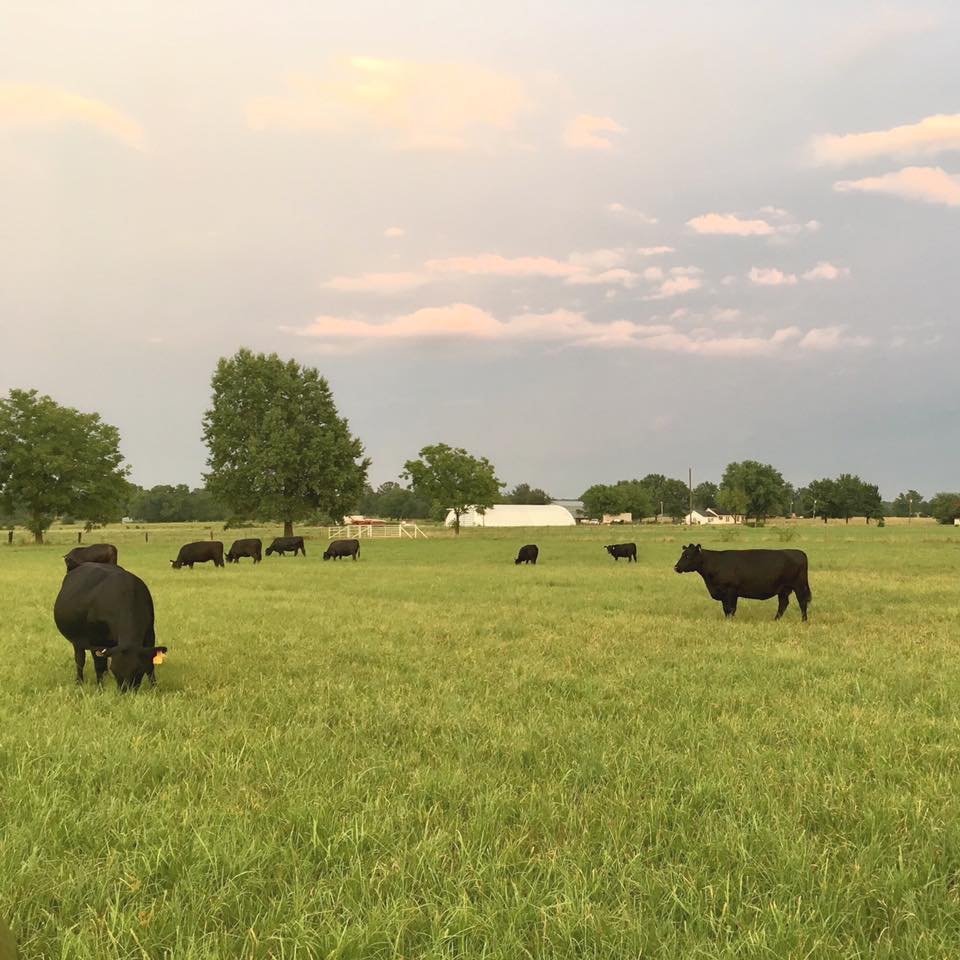 Our Cattle – Walker Ranch